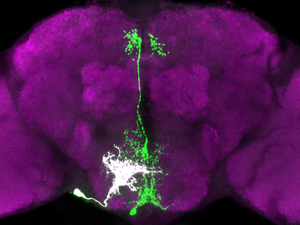 The Wolf Lab at UC Merced