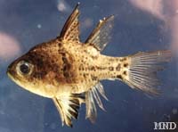 CMLR Apogonidae